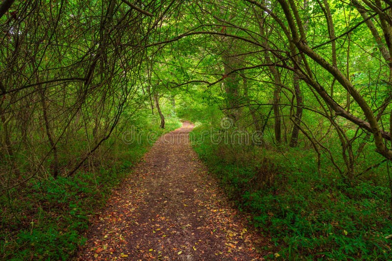 Path in Green Dense Summer Forest Stock Image - Image of evergreen ...