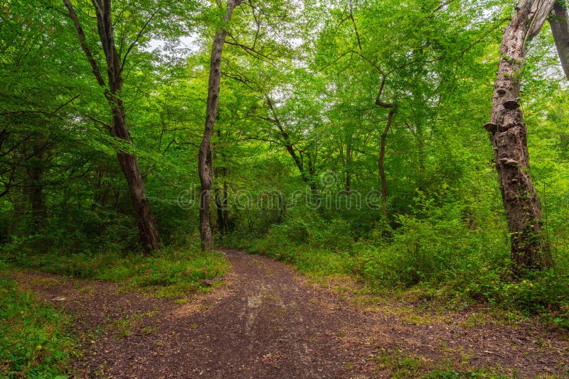 Path in Green Dense Summer Forest Stock Image - Image of green, dense ...