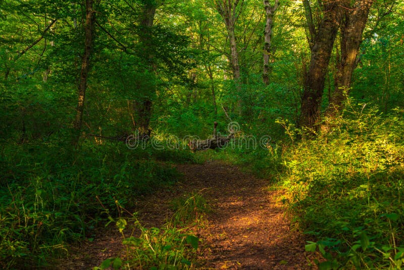 Path in the Green Dense Summer Forest Stock Photo - Image of path ...