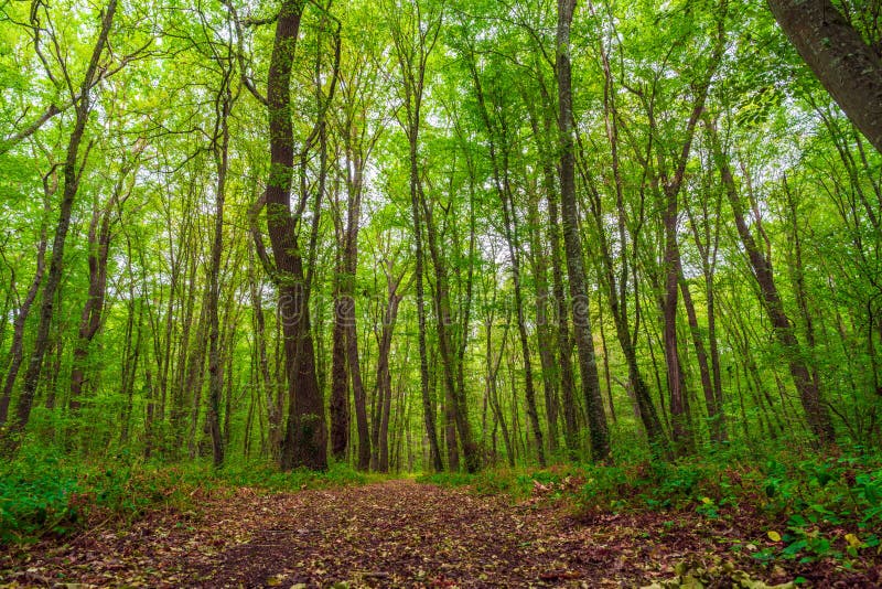 Path in the Green Dense Summer Forest Stock Photo - Image of ...