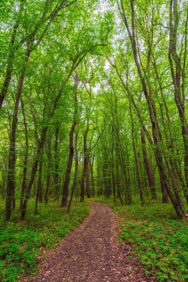 Path in the Green Dense Summer Forest Stock Photo - Image of dense ...