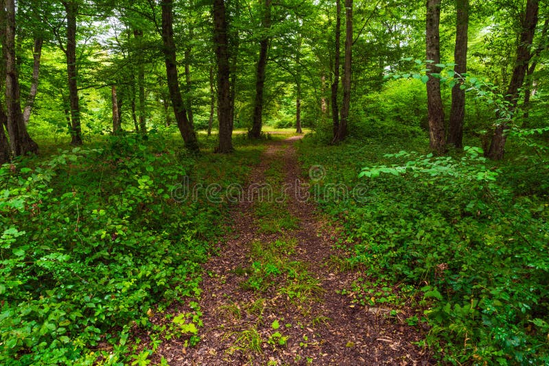Path in the Green Dense Summer Forest Stock Photo - Image of foliage ...