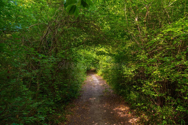 Path in the Green Dense Summer Forest Stock Photo - Image of rainforest ...