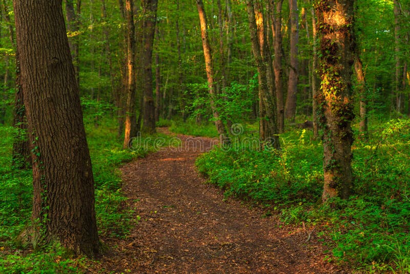 Path in the Green Dense Summer Forest Stock Photo - Image of green ...