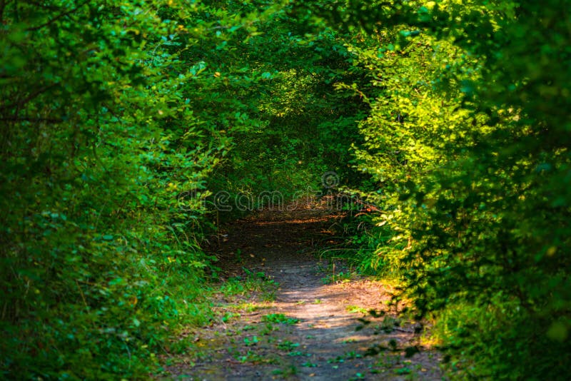 Path in the Green Dense Summer Forest Stock Image - Image of natural ...