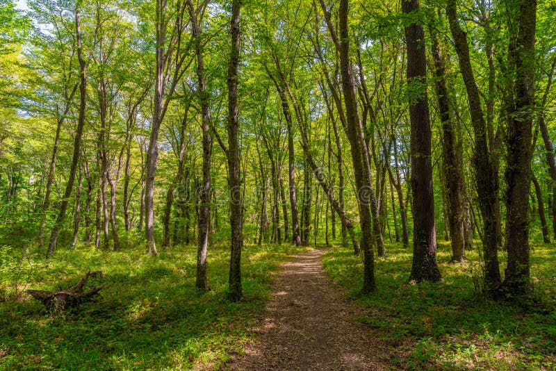 Path in the Green Dense Sunny Forest Stock Photo - Image of quiet ...