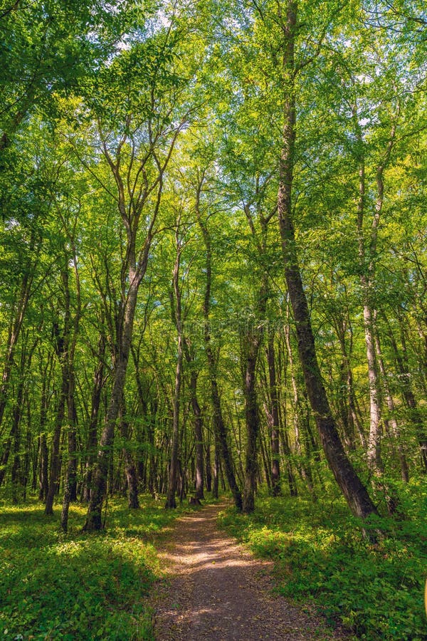 Path in the Green Dense Sunny Forest Stock Photo - Image of loneliness ...