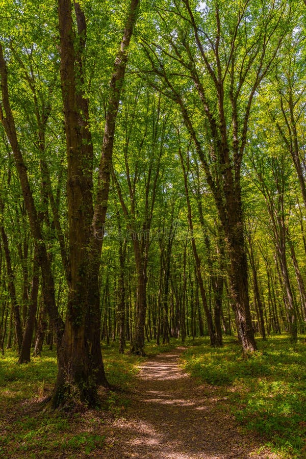 Path in the Green Dense Sunny Forest Stock Image - Image of path, park ...