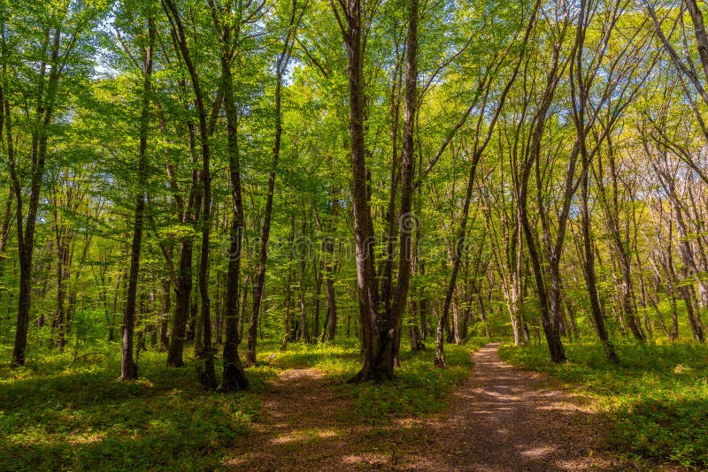 Path in the Green Dense Sunny Forest Stock Image - Image of evergreen ...