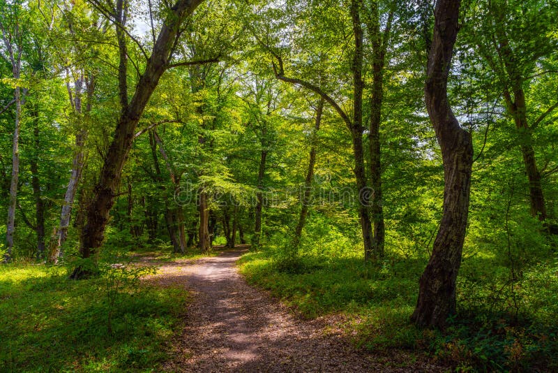 Path in the Green Dense Sunny Forest Stock Photo - Image of deciduous ...