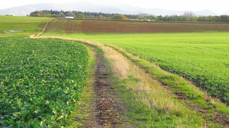 Path in the green fields stock image. Image of rural - 61313743