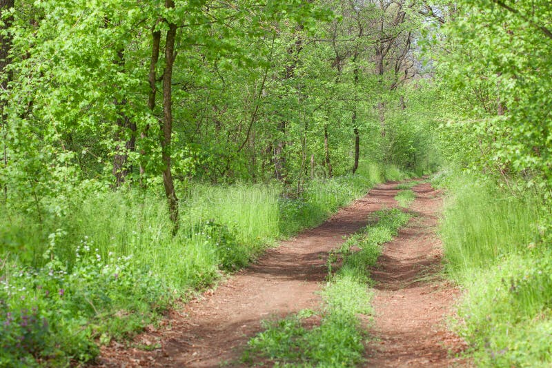 Path in green forest stock image. Image of springtime - 80350361