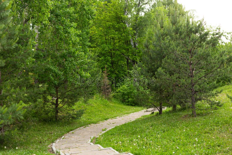 A Path in a Green Forest. Path in Forest. Green Forest Path Landscape ...