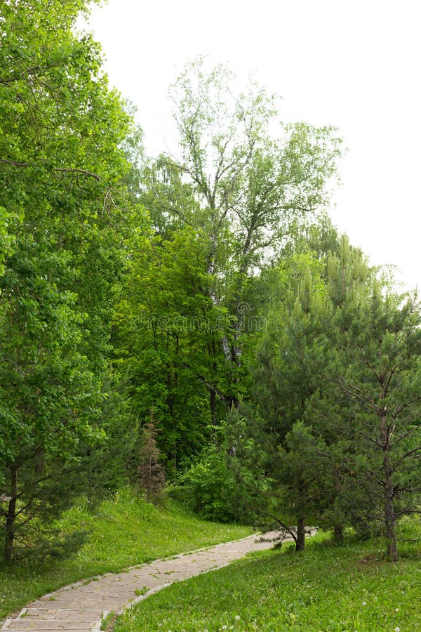 A Path in a Green Forest. Path in Forest. Green Forest Path Landscape ...