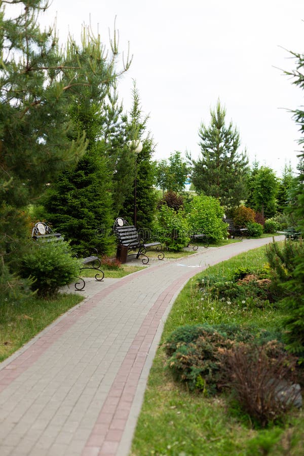 A Path in a Green Forest. Path in Forest. Green Forest Path Landscape ...