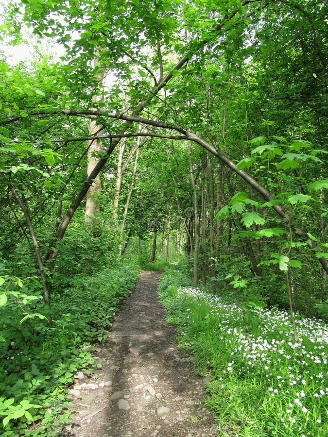 Path in green forest stock image. Image of vegetation - 53864003