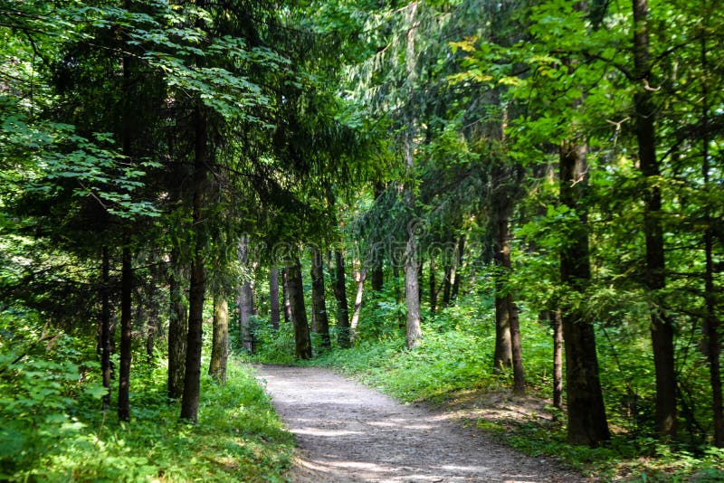 Path through the Green Forest. Nature Background Stock Image - Image of ...