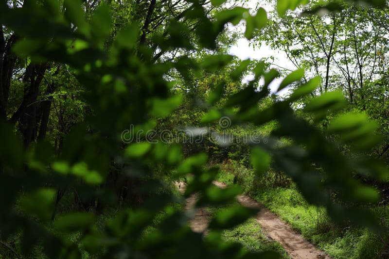Path through Green Forest Seen through Foliage Stock Image - Image of ...