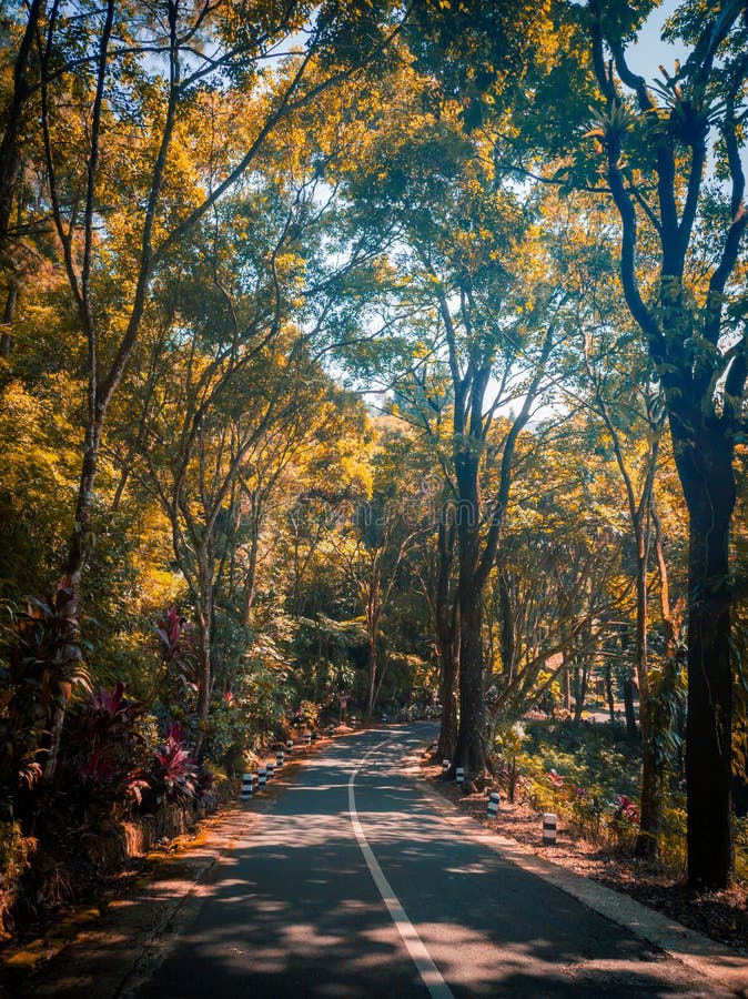 Path in a Green Forest with Some Sunlight in Autumn in Portrait Stock ...