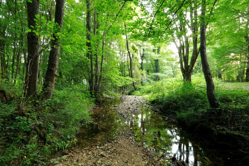 Path And Stream In The Forest Stock Image - Image of tree, water: 42420903