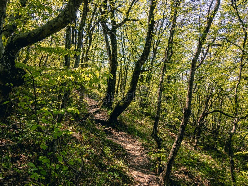 A Path in a Green Forest on a Sunny Day. Stock Image - Image of foliage ...