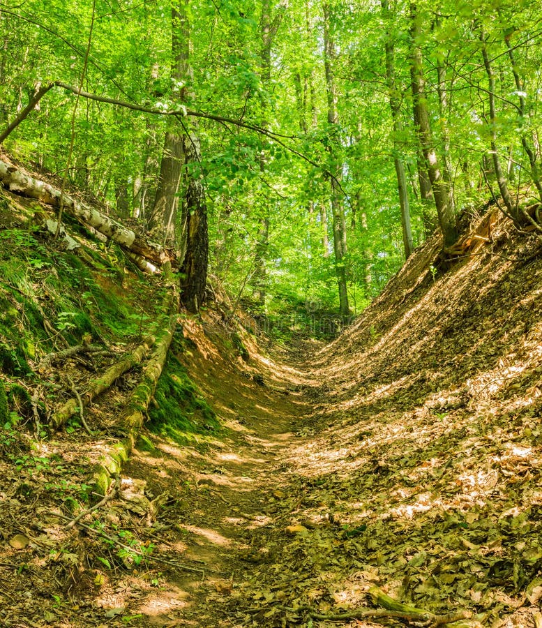 Path in Green Forest Trees Nature Stock Photo - Image of idyllic ...