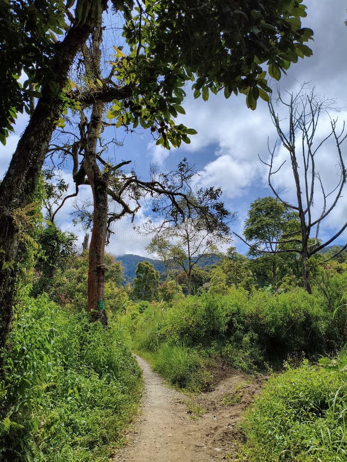 Path through the Green Forest Under a Blue Sky Stock Photo - Image of ...