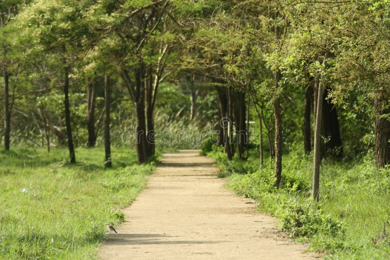 Path stock photo. Image of grass, green, nature, walkway - 80605406
