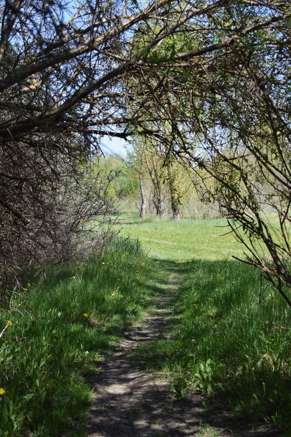 Path among Green Grass and Leaning Trees Stock Photo - Image of blue ...