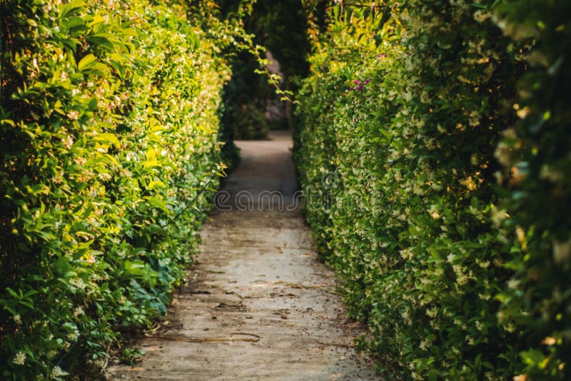 Path through a Green Hedge. Dense Trimmed Green Plants Stock Photo ...
