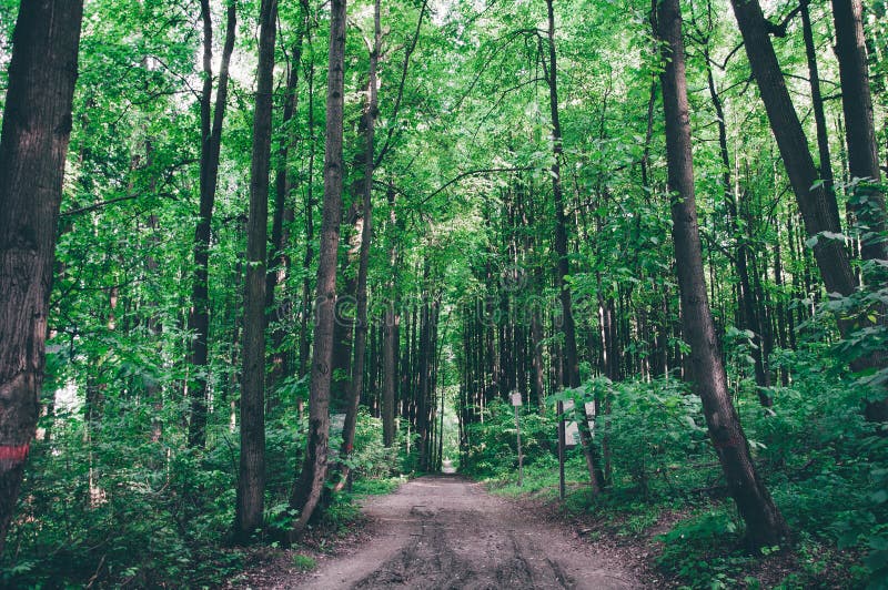 High Forest Watchtower on Top of a Peak Stock Photo - Image of forestry ...