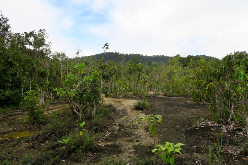 Path into the green jungle stock photo. Image of thai - 89949496