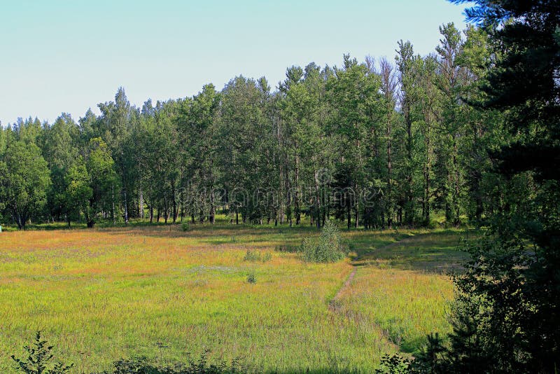 Path through Green Meadow in the Forest Stock Image - Image of path ...