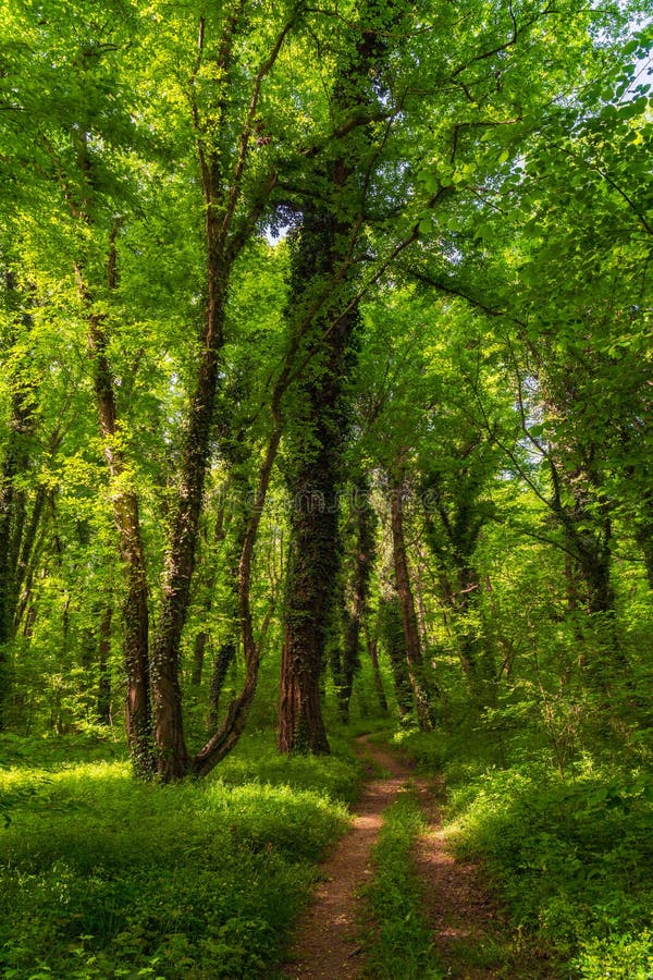 Path in a Green Morning Forest Illuminated by the Sun Rays Stock Image ...