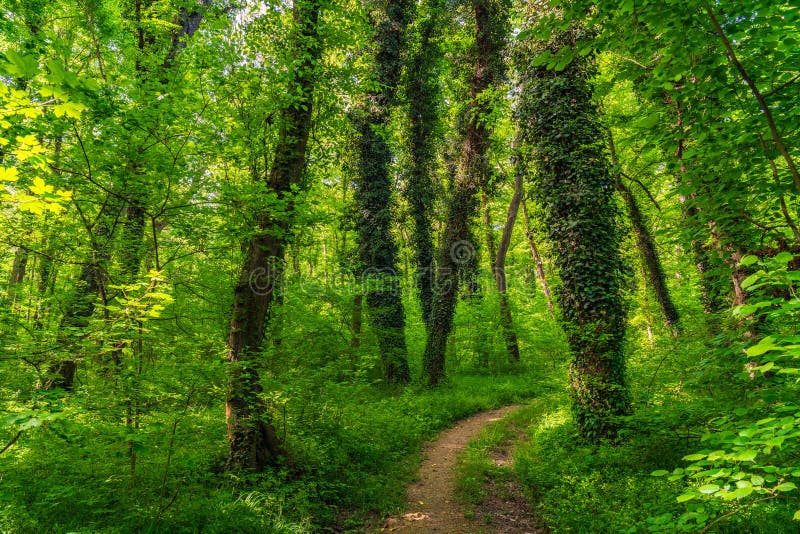 Path in a Green Morning Forest Illuminated by the Sun Rays Stock Image ...