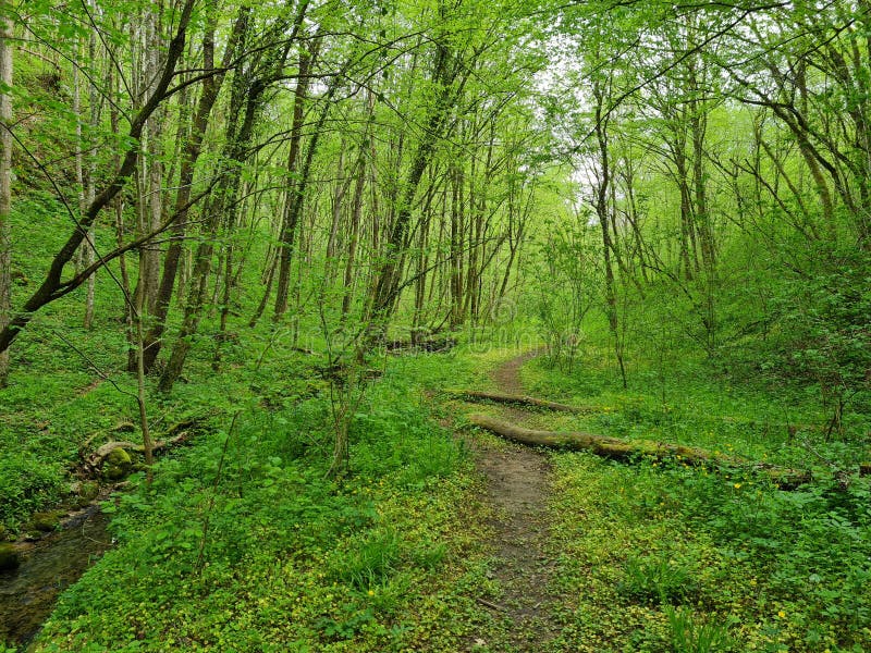 Path through Green Overgrown Forrest Stock Image - Image of trail ...