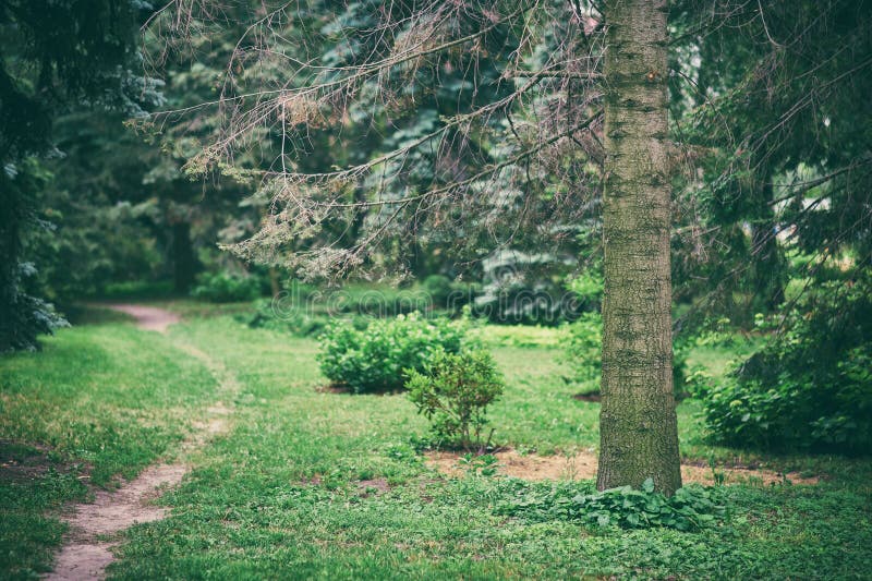 Path through the Green Park, Larch Tree Trunk on a Foreground Stock ...