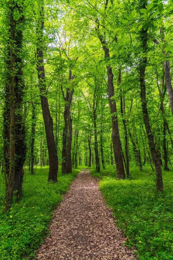 Path in Green Spring Forest, Nature Wallpaper Stock Photo - Image of ...