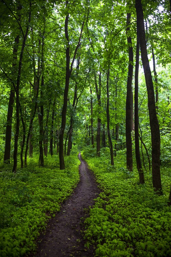 The Path in a Green Summer Forest Stock Image - Image of itinerary ...