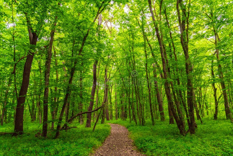 Path in Green Summer Forest, Nature Wallpaper Stock Photo - Image of ...