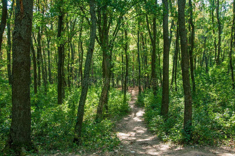 Path in Green Summer Forest Stock Photo - Image of nature, area: 77540314