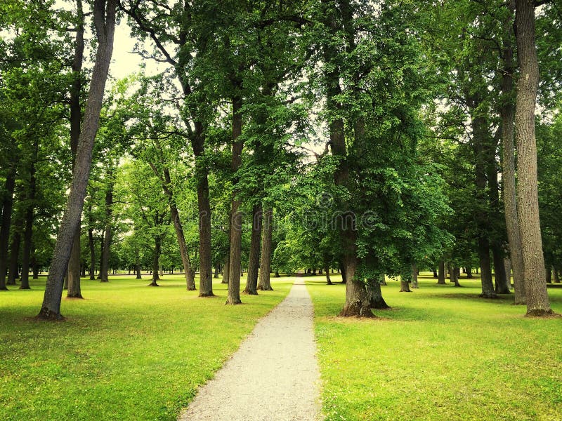 Path in green summer park stock photo. Image of sweden - 46518296