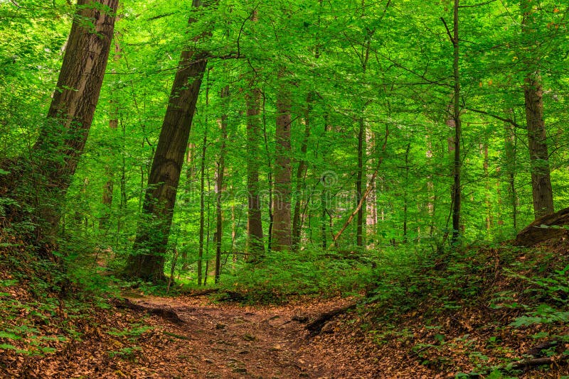 Path in a Green Thick Deciduous Forest Landscape Stock Image - Image of ...