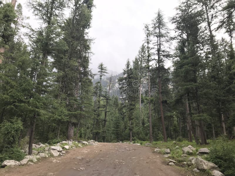 A Path in Green Thick Forest Stock Photo - Image of clouds, jungle ...