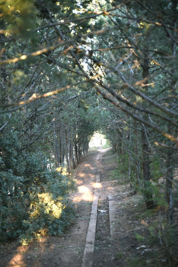 Path between Green Trees in the Mountains, Stock Photo - Image of ...
