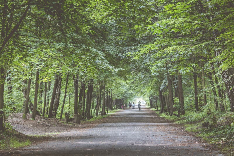 Path between Green Trees in a Park in Poland in Summer. Editorial ...