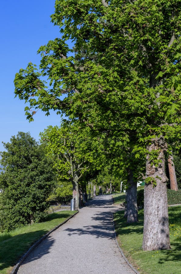 Path in Park with Green Trees Stock Image - Image of plant, landscape ...