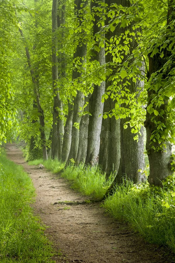 Path of Green Trees with a Walking Path Stock Image - Image of natural ...