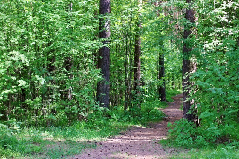 Path in Green Wild Forest with Pines and Cones Stock Photo - Image of ...