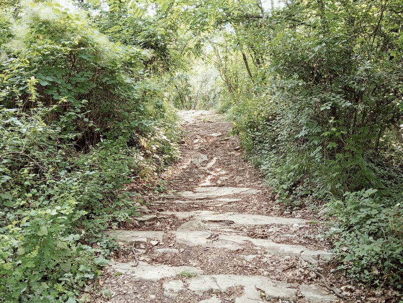 Path among the Greenery of Nature Stock Image - Image of jungle, green ...